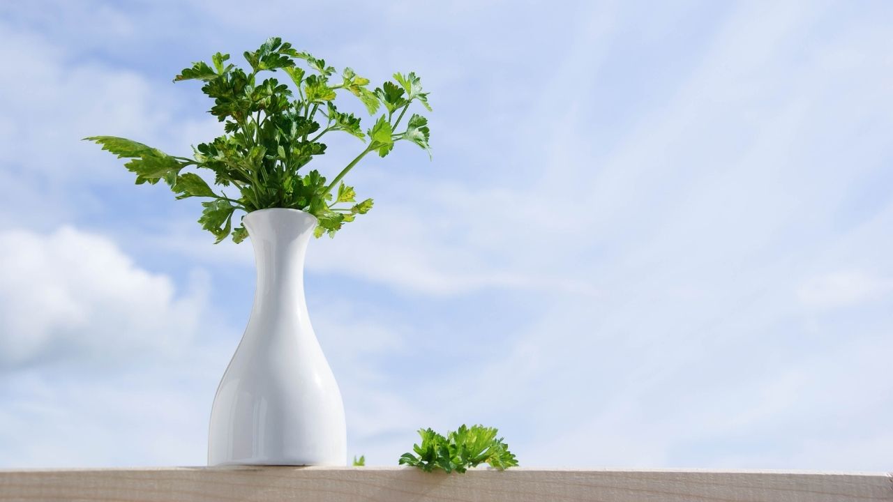 Le persil - Swiss Food Academy