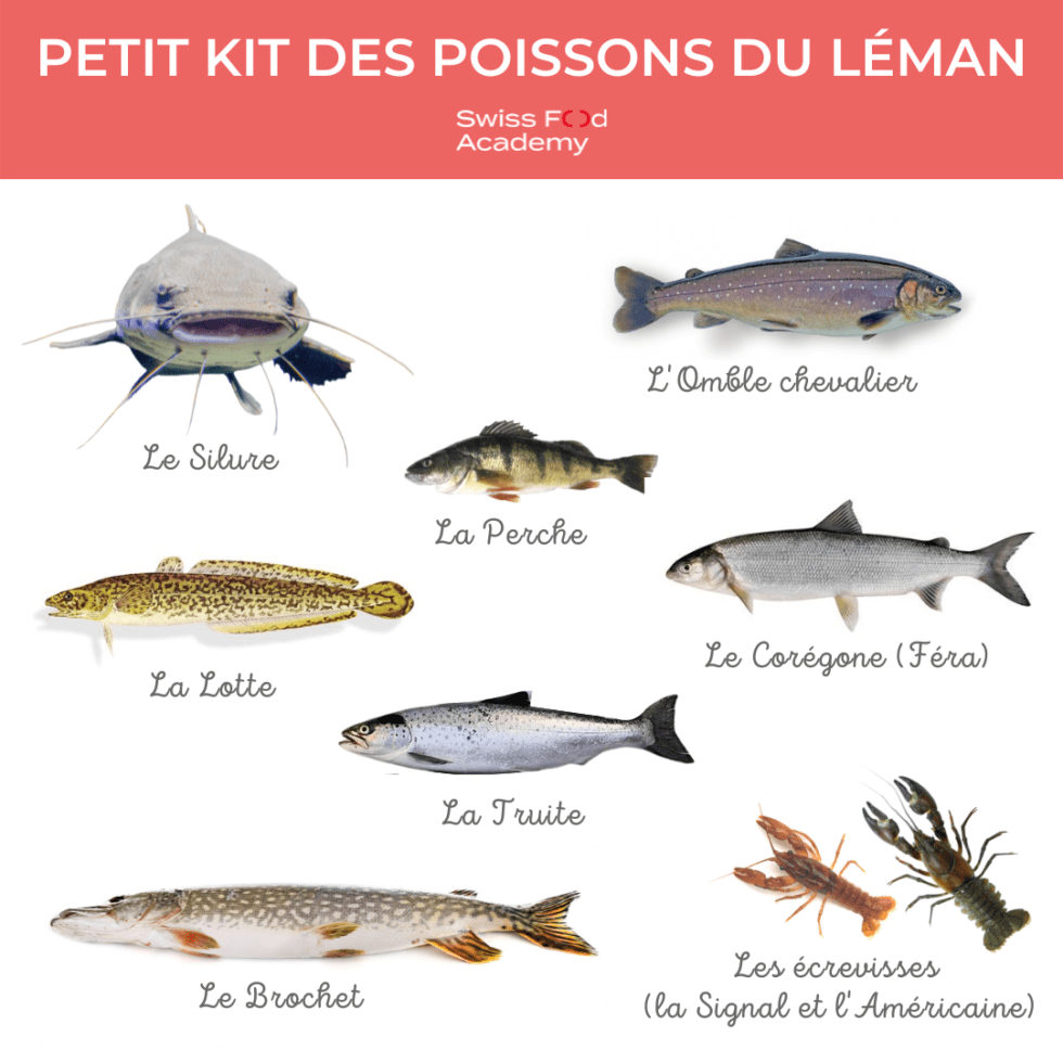 Les poissons du lac Léman