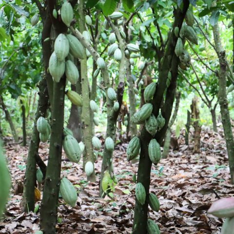 Le Cacao | Blog | Swiss Food Academy